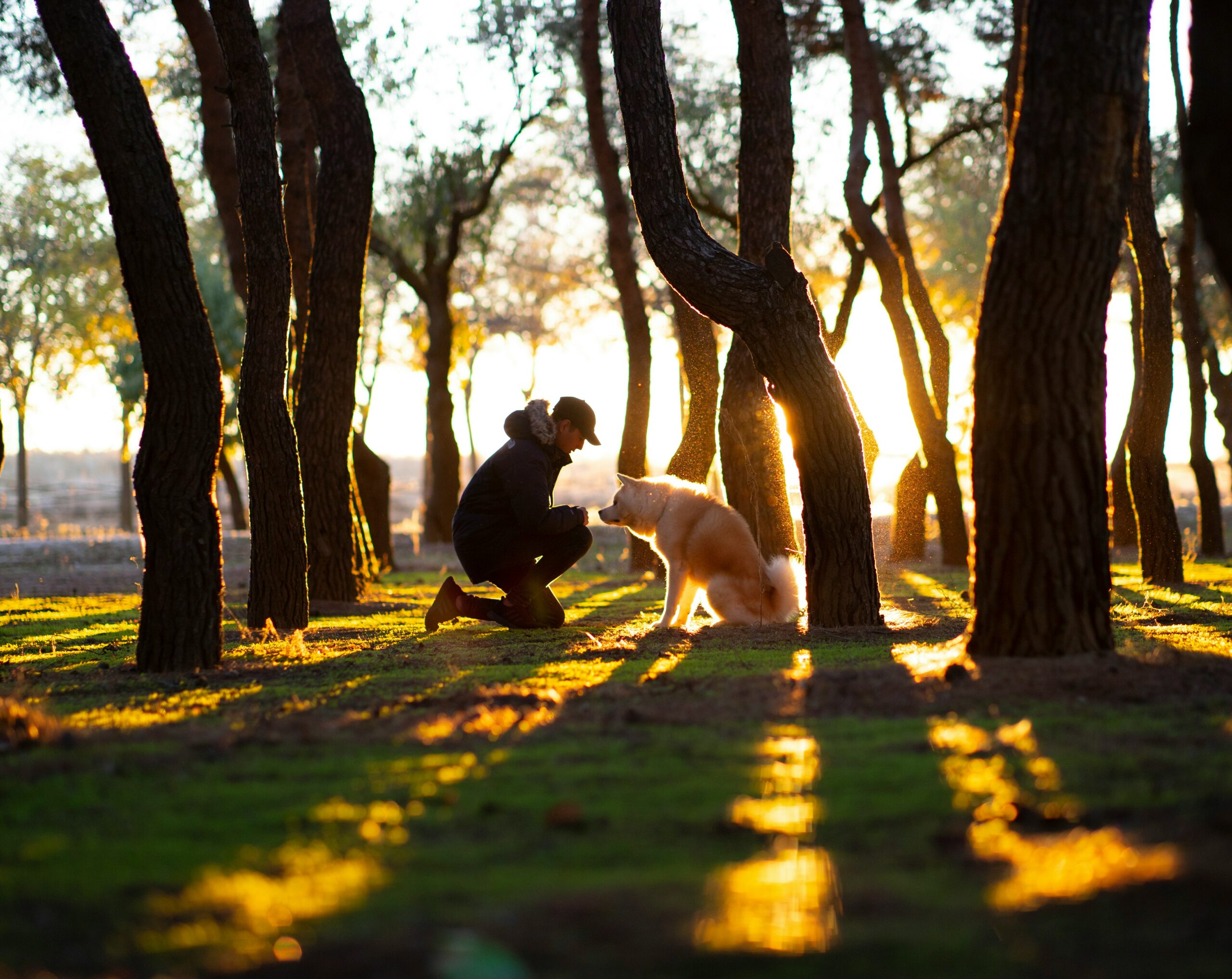 The Human and Animal Connection - HMTFA
